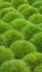 Nonke Festuca Scoparia Lp 4kg | Agrimark