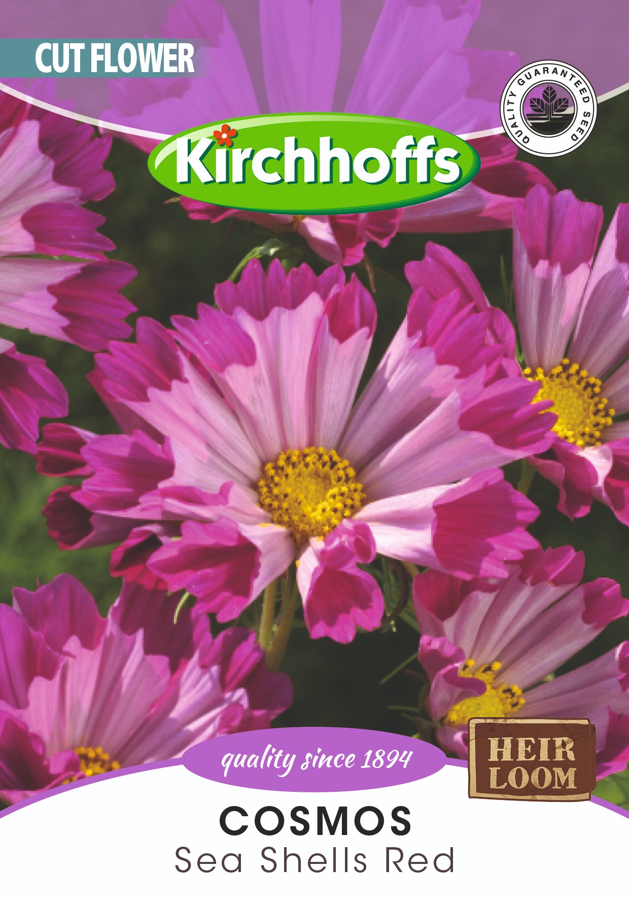 Kirchhoffs Cosmos Sea Shells | Agrimark