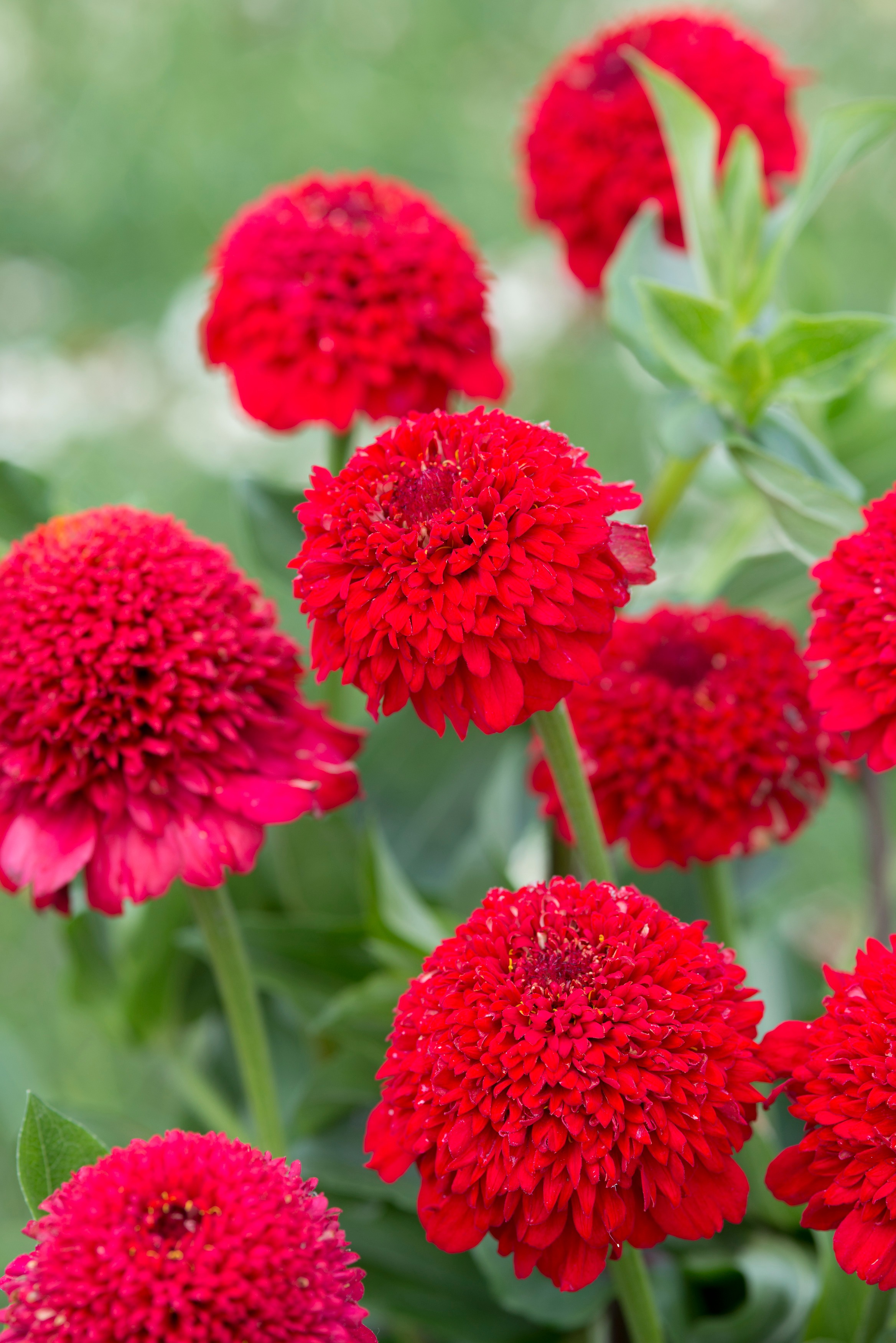 Kirchhoffs Zinnia Jazzy Mixed | Agrimark