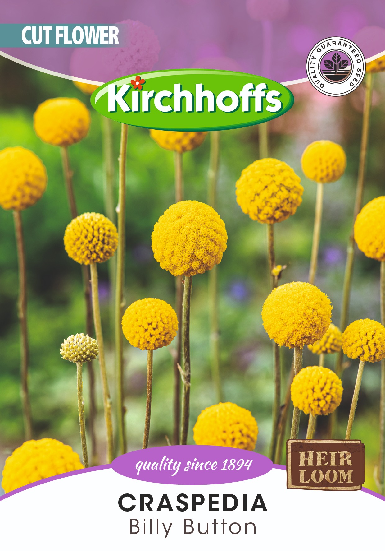 Kirchhoffs Craspedia Billy Button | Agrimark