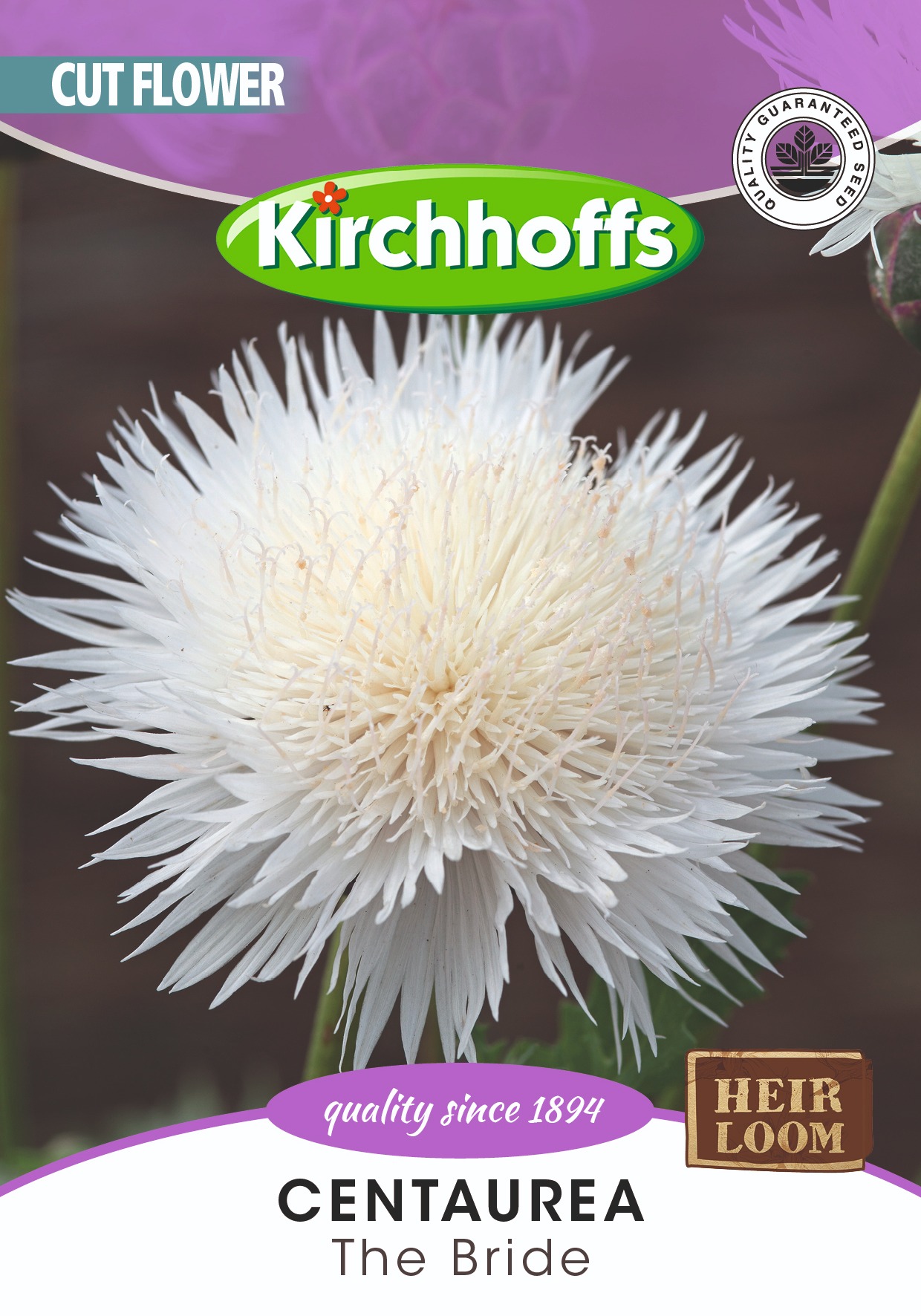 Kirchhoffs Centaurea The Bride | Agrimark