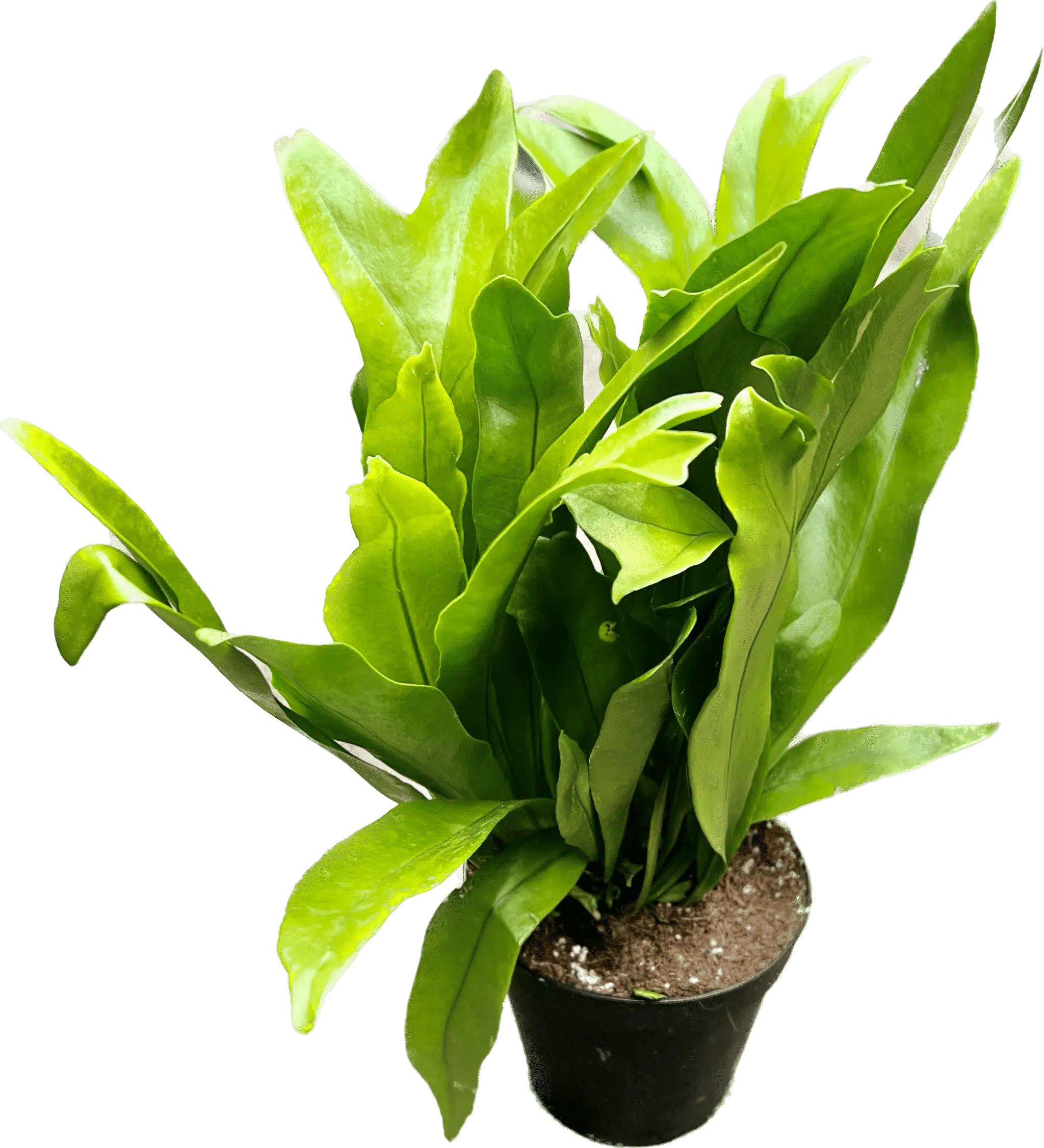 Fern Green Flame | Agrimark