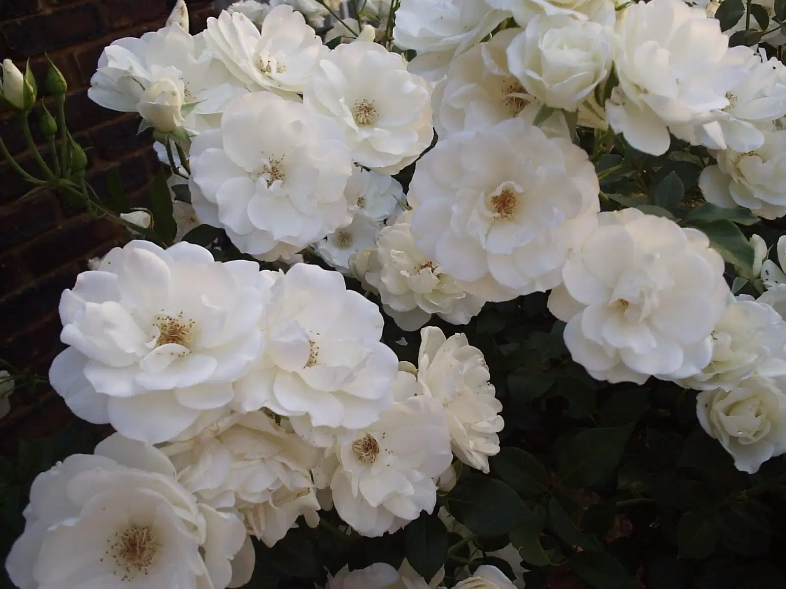 Rose Iceberg | Agrimark