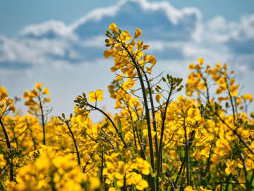 Comment booster ses colzas à l'automne pour lutter contre les ravageurs ...