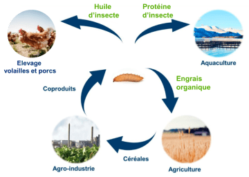 Aladin, plateforme agricole d’achat de biens