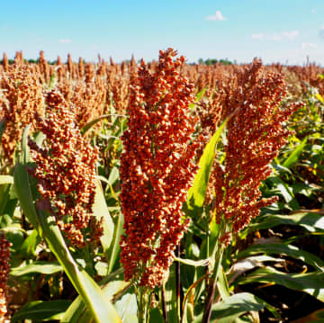 Du semis à la récolte, tout savoir pour réussir sa culture de sorgho ...