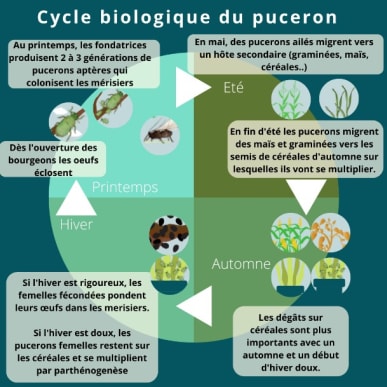 JNO et Maladie des pieds chétifs, comment gérer ces maladies virales ...