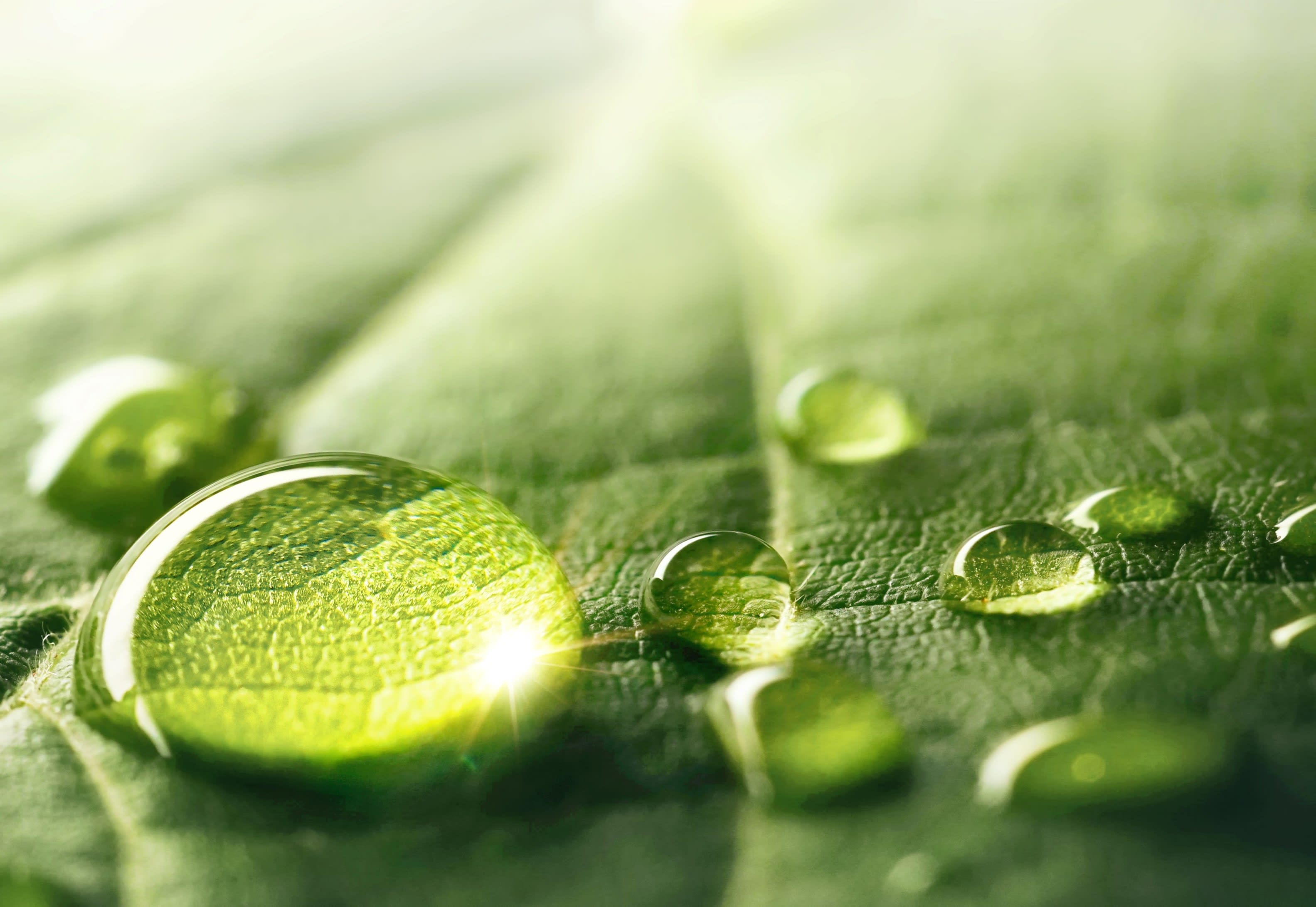 Tout savoir sur Olmix