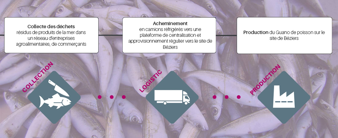 Le Guano de poisson, une matière première exceptionnelle pour la vie du ...