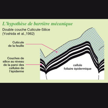 Diagramme Des Cellules Foliaires Circulation De L'eau Et Des Sels