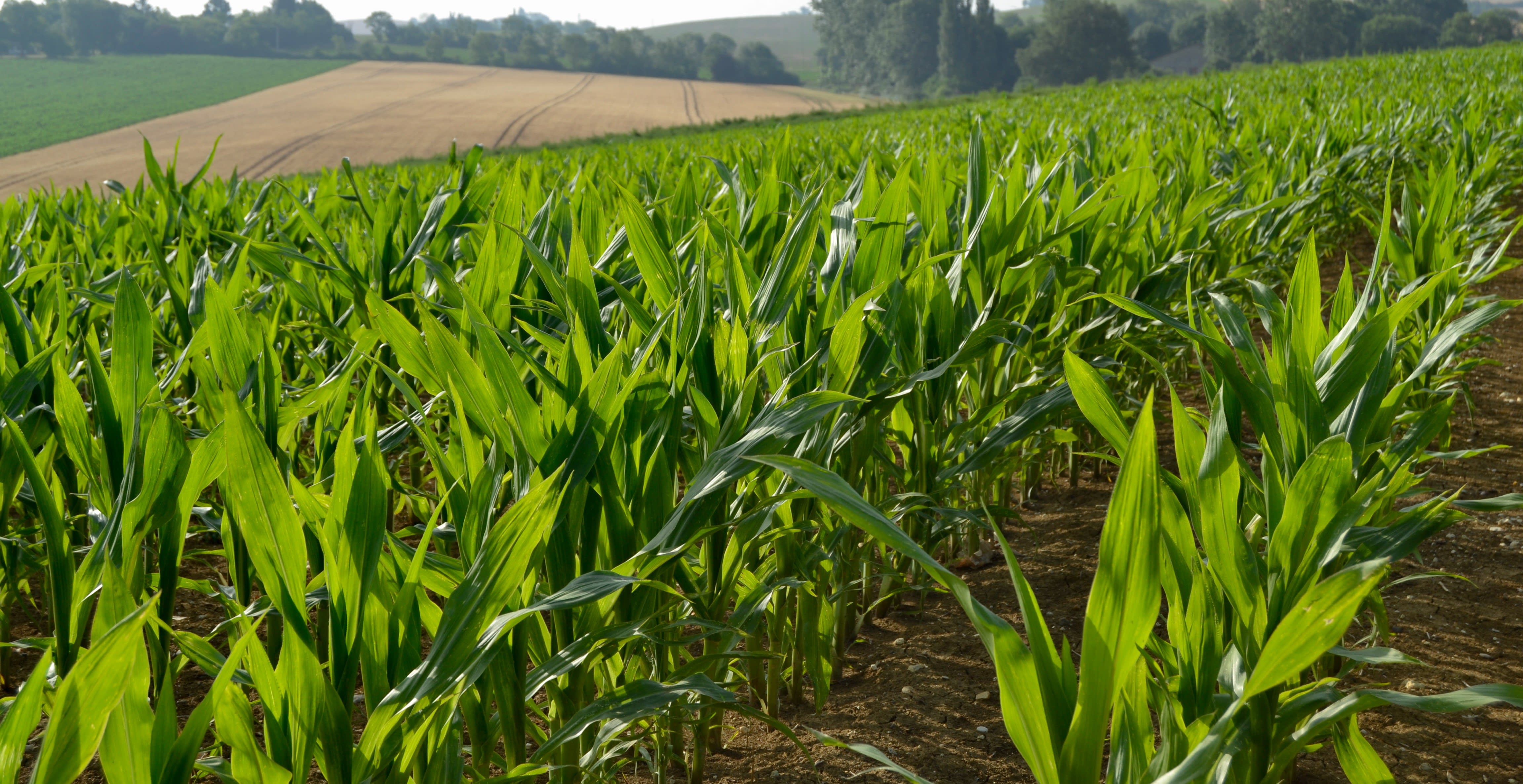 Pourquoi utiliser des Trichoderma en cultures spécialisées et cultures ...