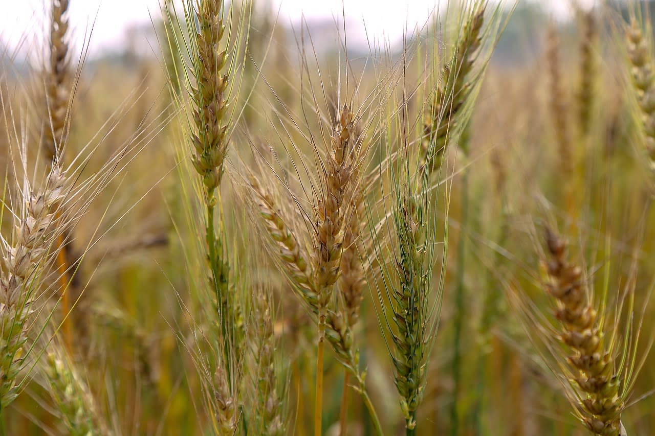 Tout savoir sur Angibaud