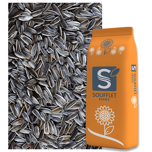 Fumure de fond : les clés d'une fertilisation réussie