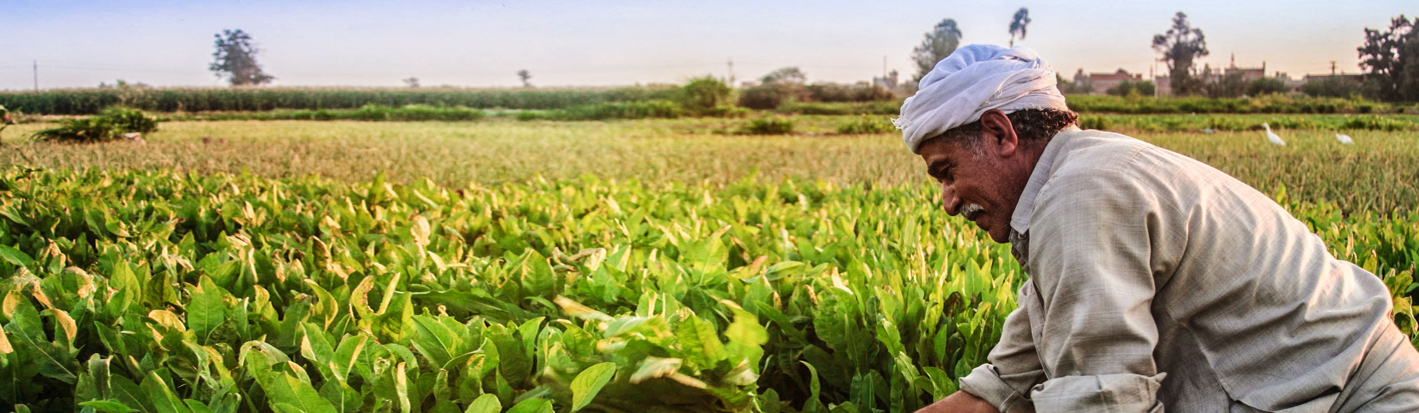 Micro Loan for Crops | ALEXBANK