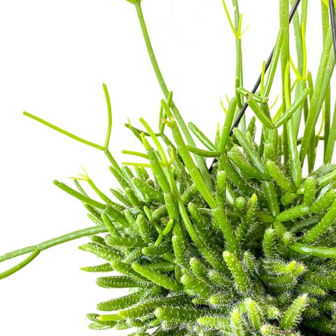 Rhipsalis Mini - Bristol House Plant Shop & Delivery - Twig Plants