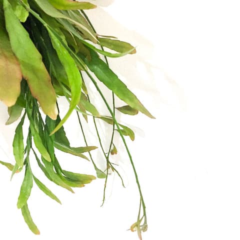 Rhipsalis Mini - Bristol House Plant Shop & Delivery - Twig Plants