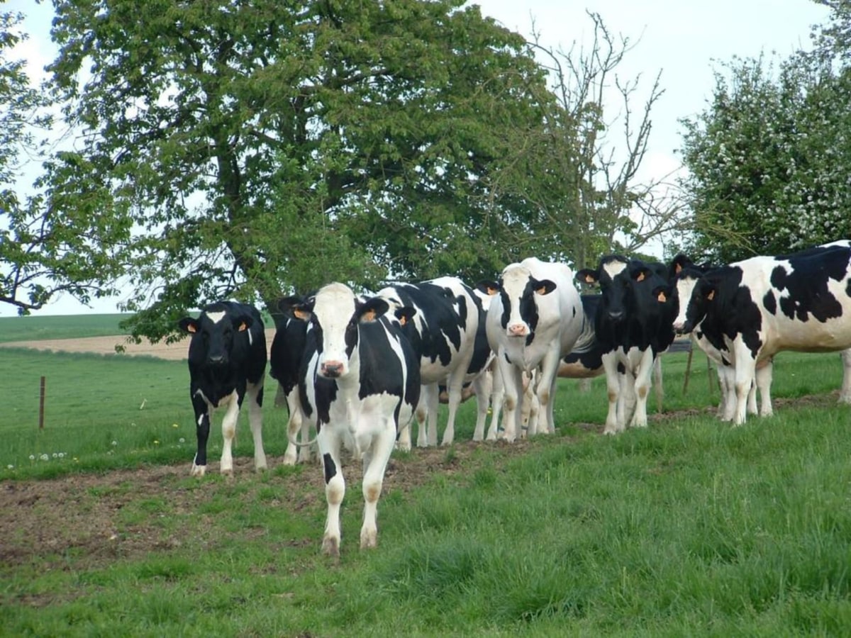 Contactez nous - Hébergement Battery Valley Farm Grandcourt