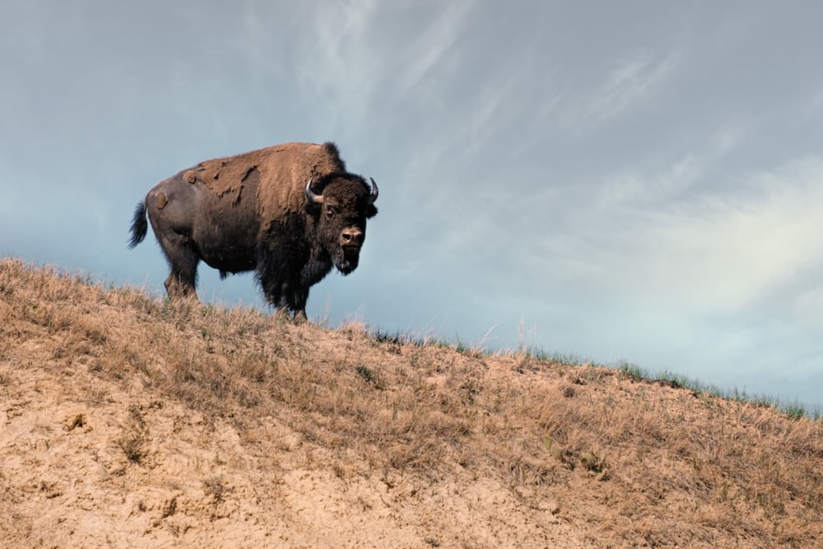 Safari - Ranch des Bisons - Petit-Réderching, France