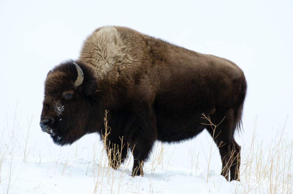Nous contacter - Ranch des Bisons - Petit-Réderching, France