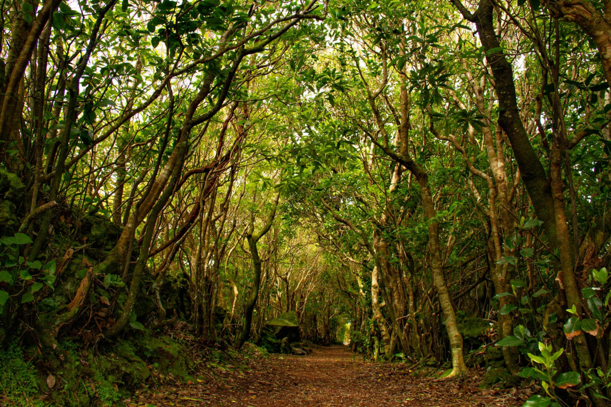 Contact Inn Nature in Pico Island