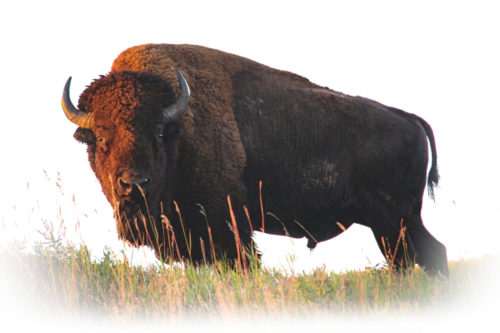 Safari - Ranch des Bisons - Petit-Réderching, France