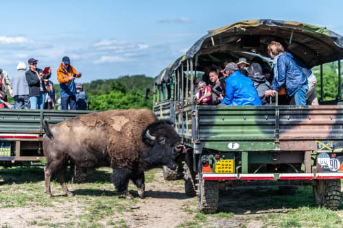 Safari - Ranch des Bisons - Petit-Réderching, France
