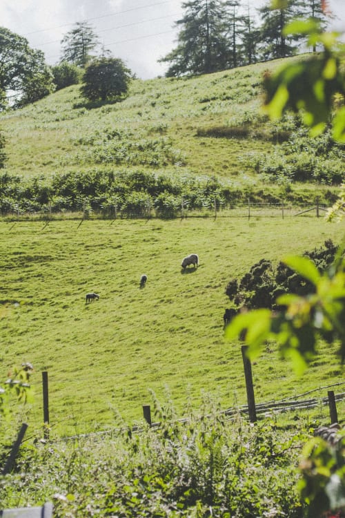 Discover Sunny Brow Farm | Legacy of Tranquility