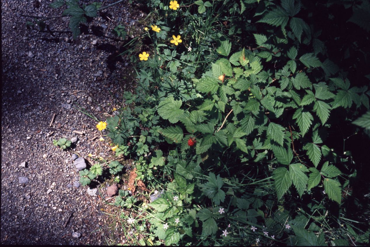 Fujichrome Provia 400X Slide Film Review