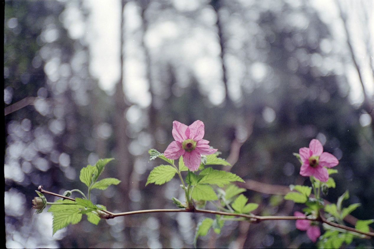 Konica Big Mini F Camera Review