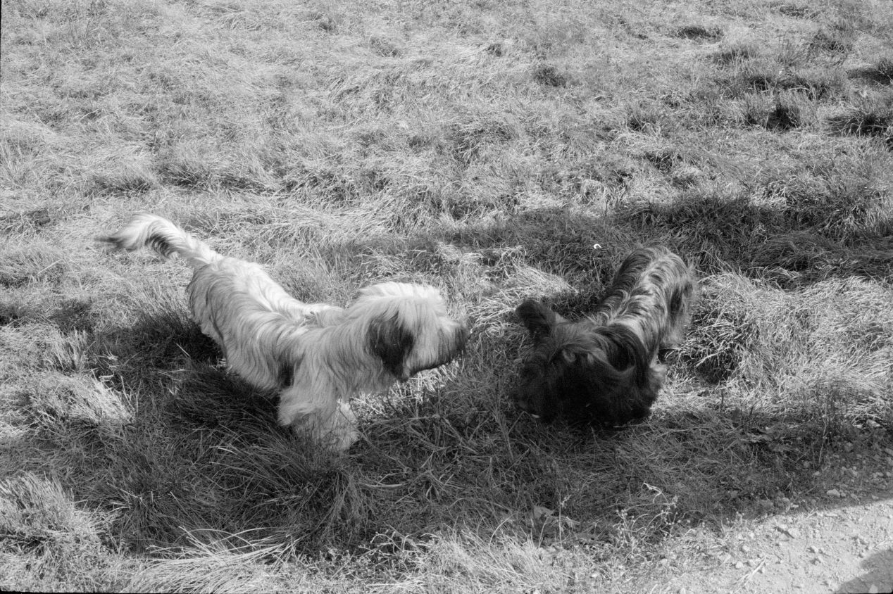 Canon Canonet QL17 GIII Film Camera Review