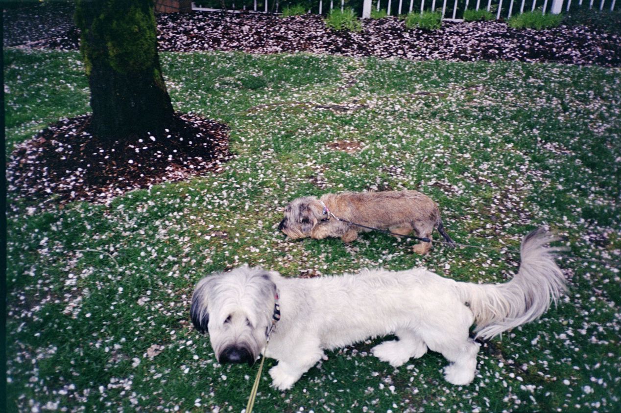 Konica Big Mini F Camera Review