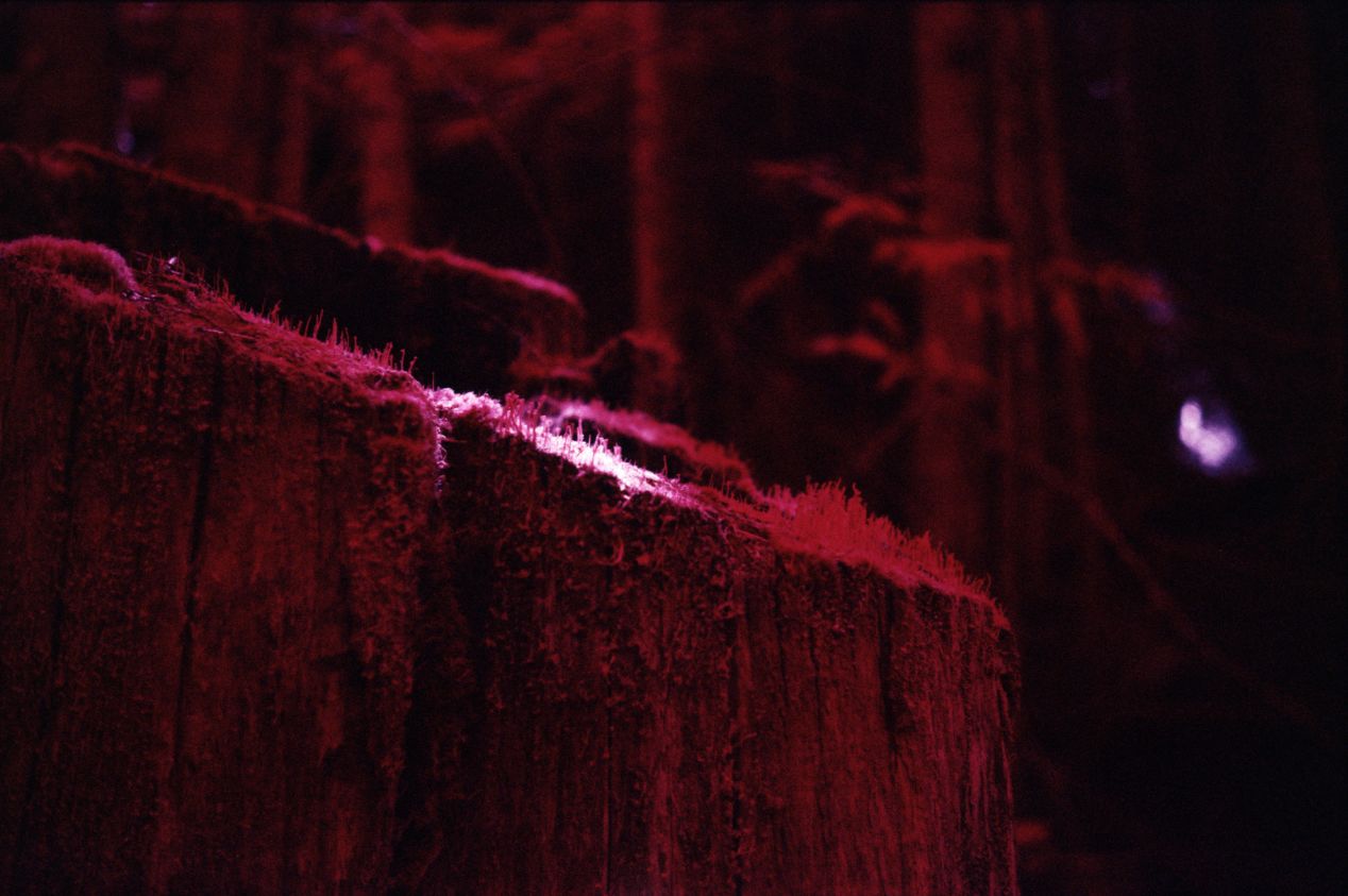 Kodak Aerochrome — a Colour IR Film Guide & Review
