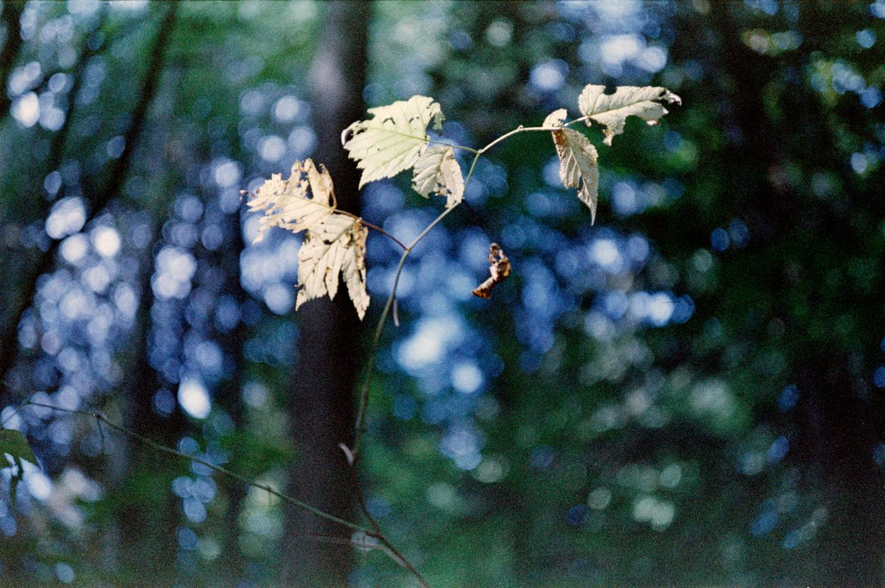 Lomochrome Color ’92 Film Review