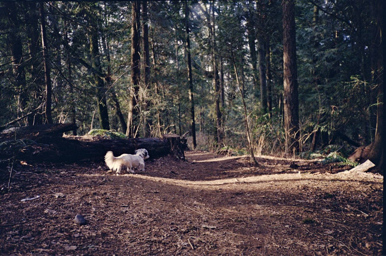 Chinon Belami AF Point-and-Shoot Camera Review