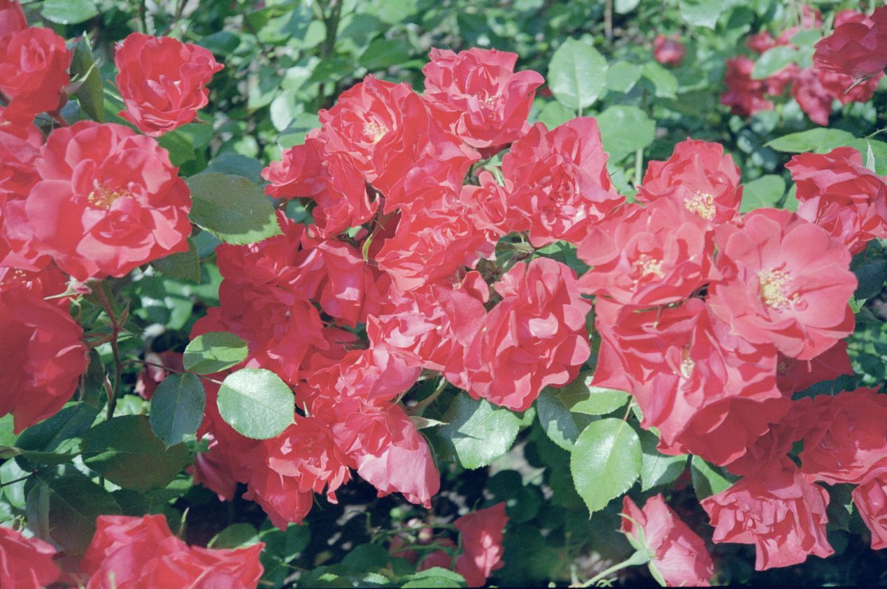 Kodak Pro Image 100 Film Review