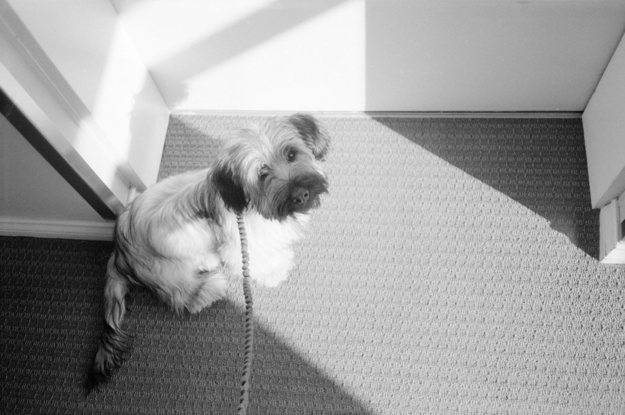 Ilford FP4 Plus Film Review: Versatile, Fine-Grained, Affordable