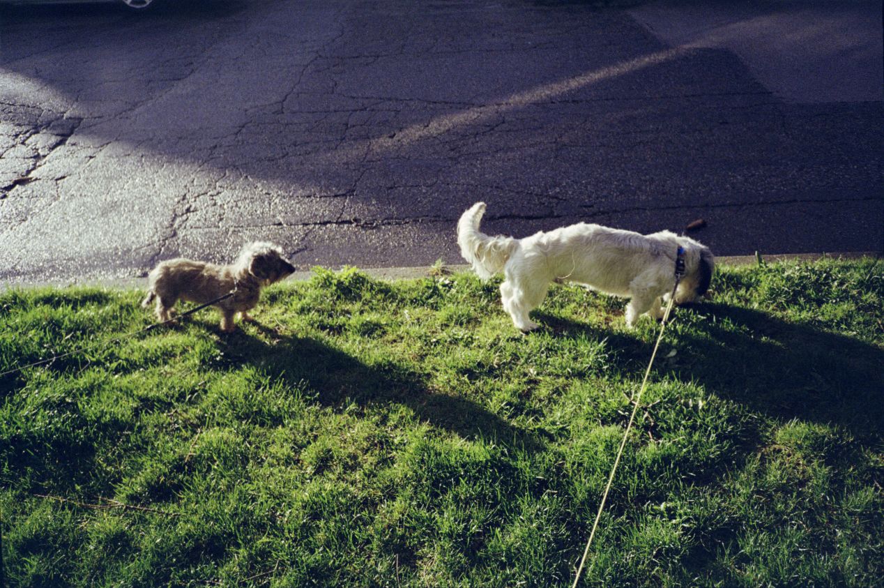 Konica Big Mini F Camera Review