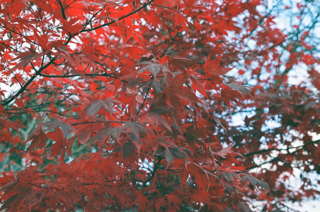 FED 55mm 1:2.8 Industar-61 L/D Lens Review