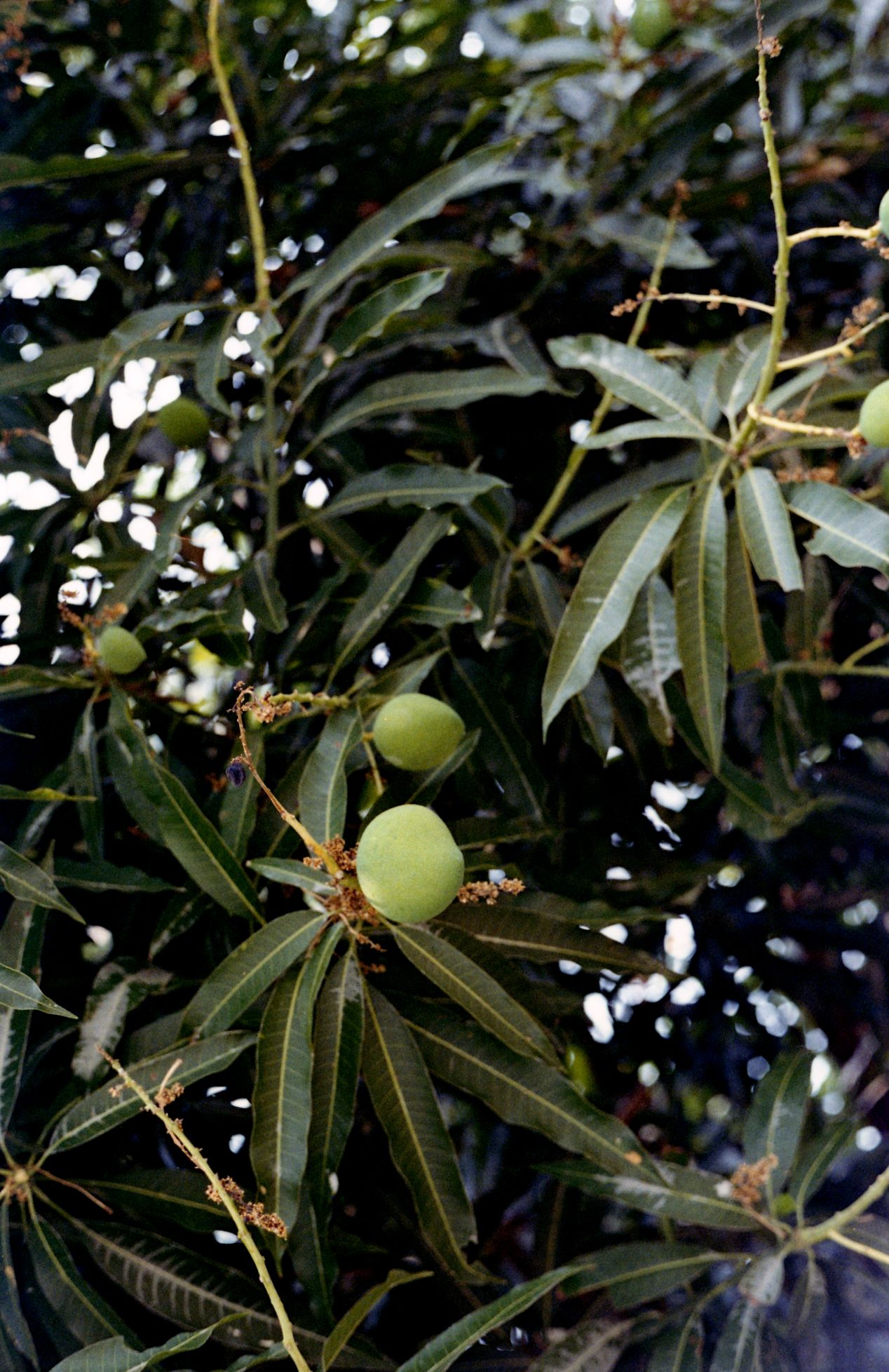 Tropical Fruits: And Their Secrets