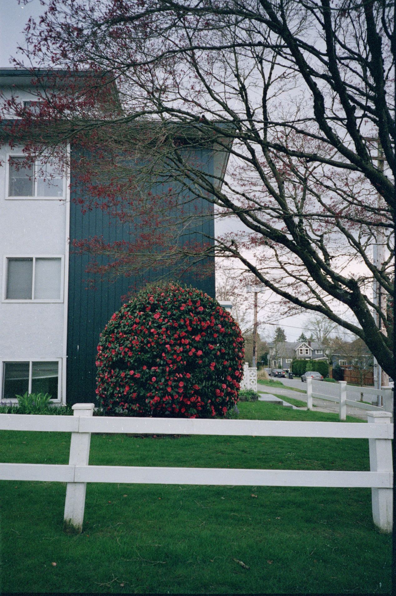 Adox Color Mission Film Review: Grainy Colour Magic