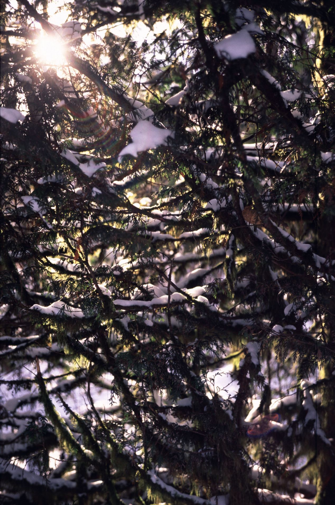 Fujifilm Fujichrome Velvia 50 Film Review