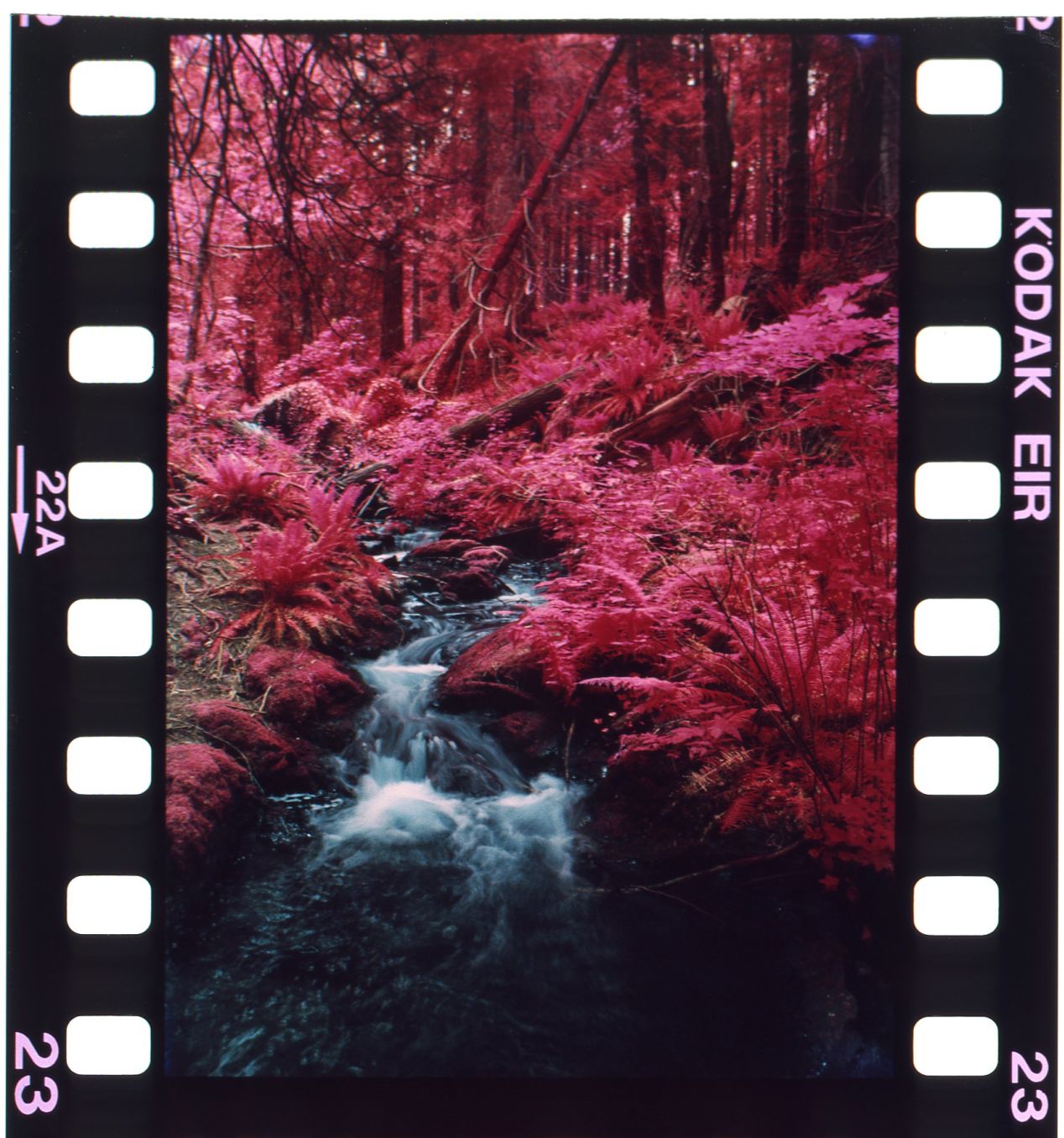 Colour Infrared: My Experience With Kodak EIR Film