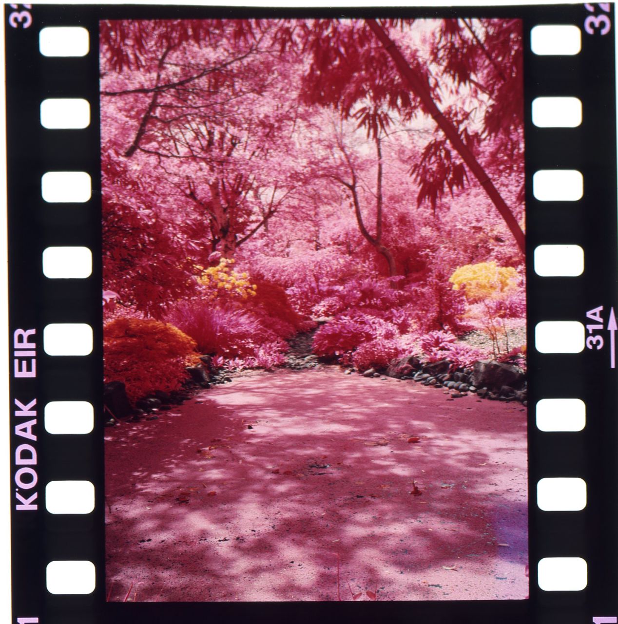 Colour Infrared: My Experience With Kodak EIR Film