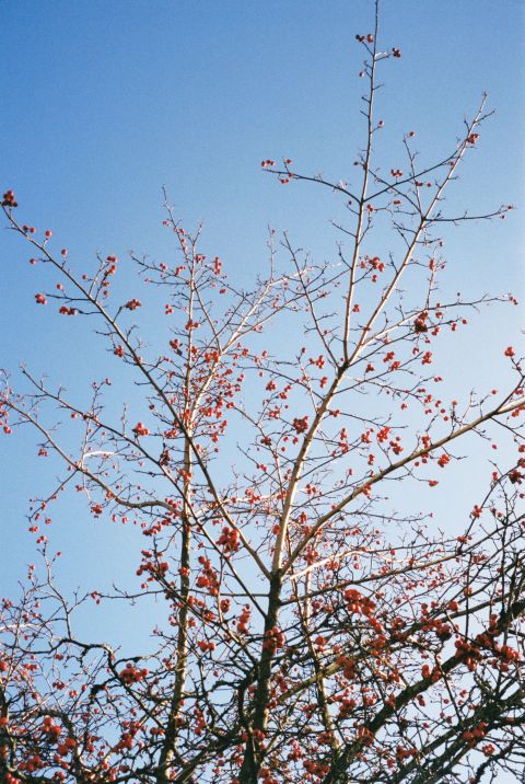 Ricoh FF-1s Compact 35mm Film Camera Review