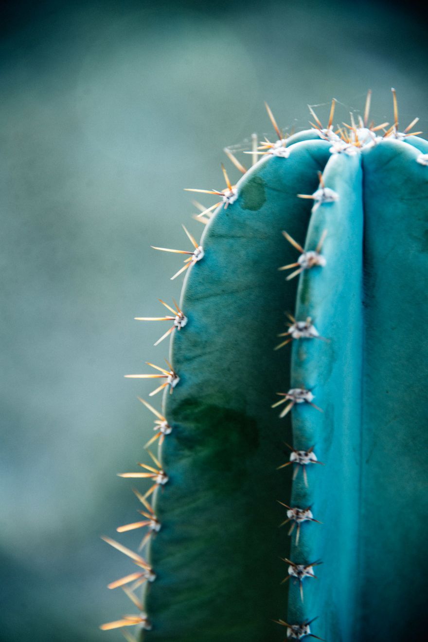 Nature: Colors, Shapes, and Textures