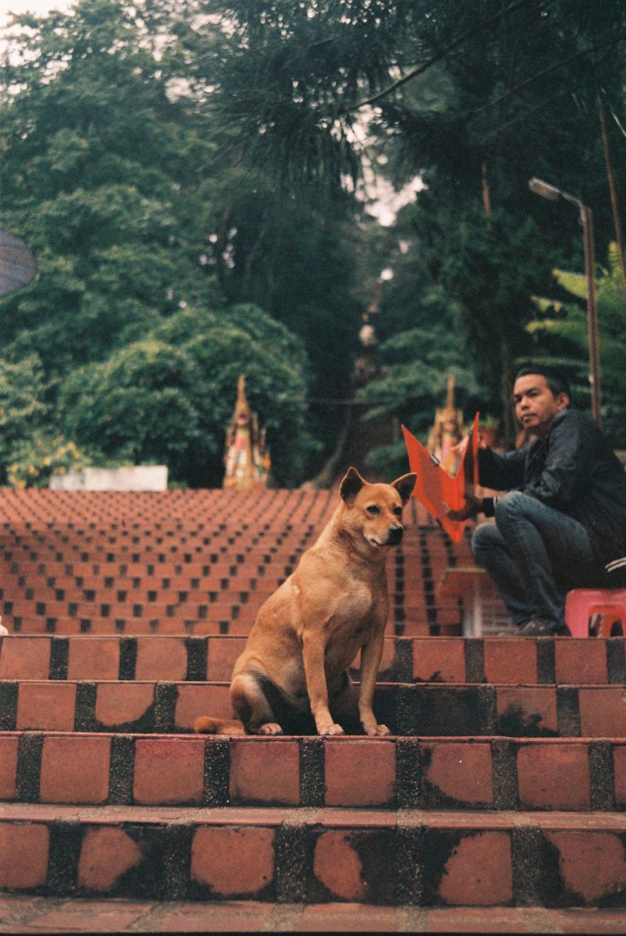 Soi Dogs : Of Chiang Mai