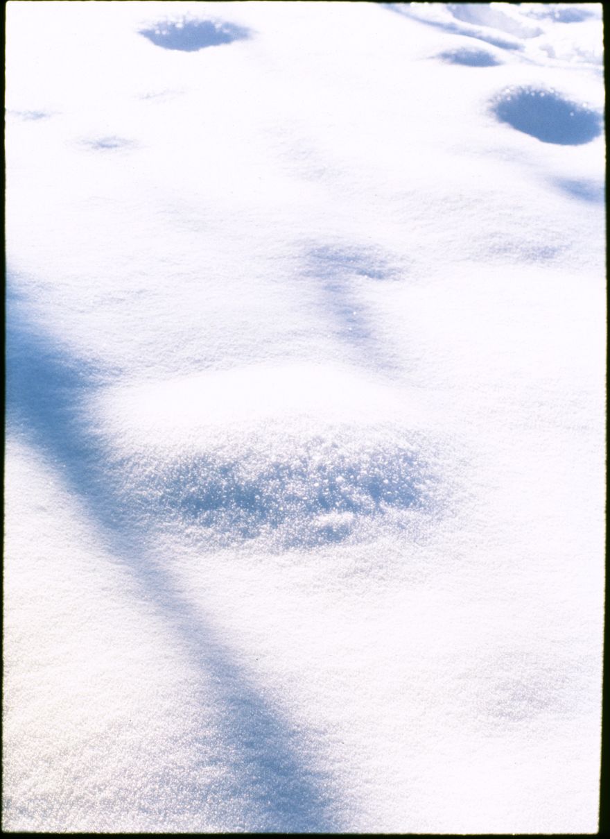 What’s the Best Film for Snow Photography?