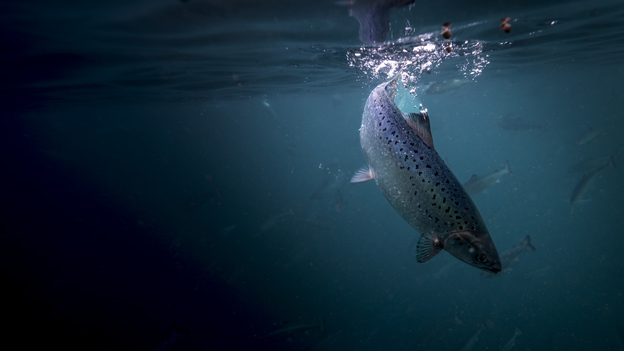 Realising sustainable fish farming