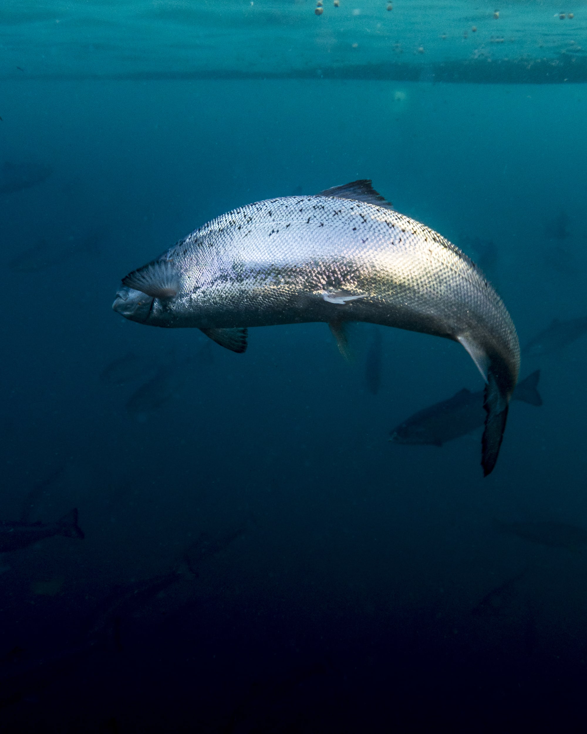 Operational update: fish reaches 3 kg