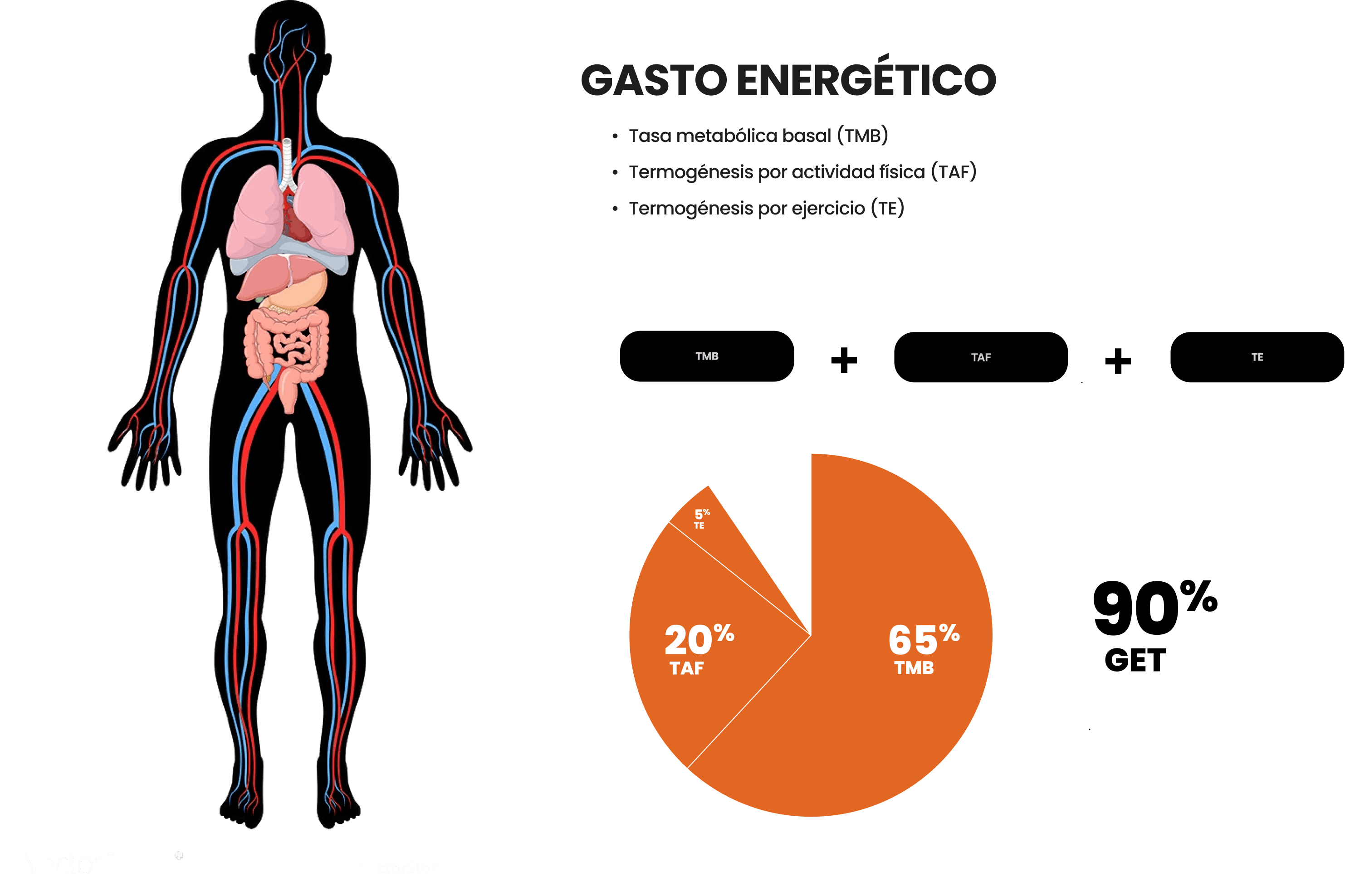 DEJA DE HACER DIETA PARA SIEMPRE | Nattybody